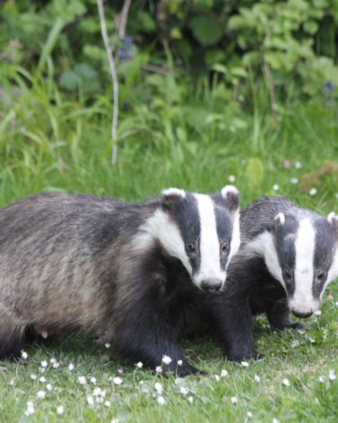 Strengthen laws to ensure better protection for Britain’s wildlife ...
